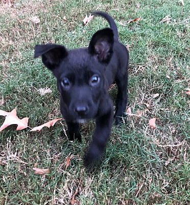 Taylors, SC - Terrier (Unknown Type, Medium)/Labrador Retriever. Meet ...