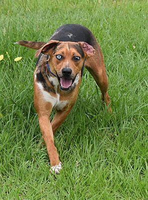 Kingsland, GA - Catahoula Leopard Dog/Beagle. Meet Annabelle a Pet for ...
