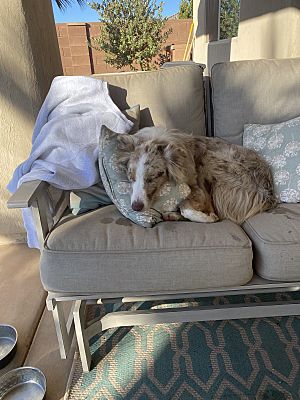 Washington, UT - Australian Shepherd/Labrador Retriever. Meet Rip a Pet ...