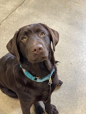 Cedar Rapids, IA - Labrador Retriever. Meet Bonny a Pet for Adoption ...