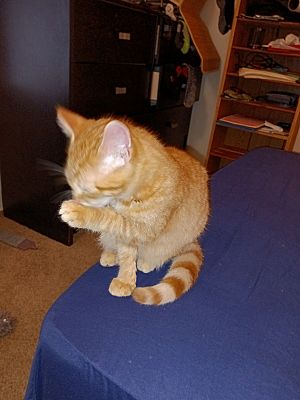 Portland, OR - Polydactyl/Hemingway. Meet Ginger a Pet for Adoption ...