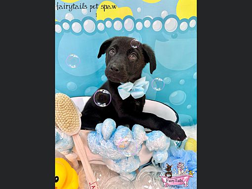 Winchester, KY - Labrador Retriever/Mixed Breed (Medium). Meet Fitz a ...