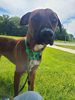 Warren, MI - Belgian Malinois/Mixed Breed (Medium). Meet Pluto a Pet for Adoption - AdoptaPet.com