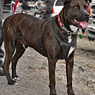 Mastiff Puppies - English Mastiff Puppies and Rescue