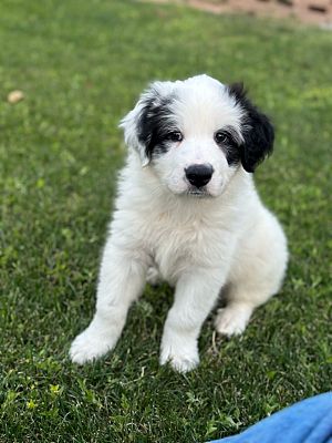 Phoenix, AZ - Great Pyrenees/Cattle Dog. Meet Vincent a Pet for ...