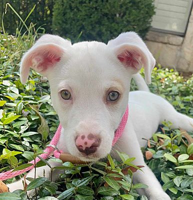 Pittsburgh, PA - Whippet/Labrador Retriever. Meet Pearl a Pet for ...