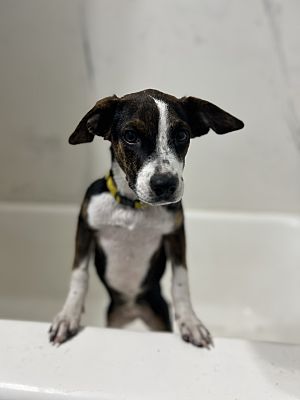 Mesa, AZ - Beagle/Chiweenie. Meet Daisy a Pet for Adoption - AdoptaPet.com
