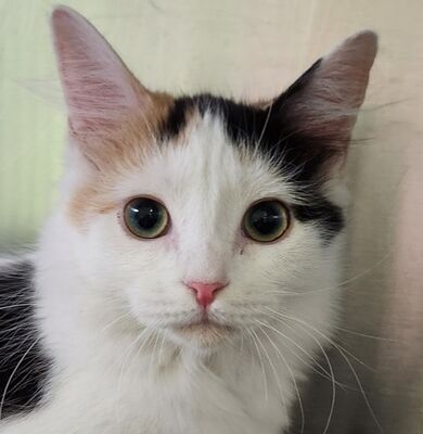 Spartanburg, SC - Domestic Shorthair/Domestic Shorthair. Meet Madison a ...