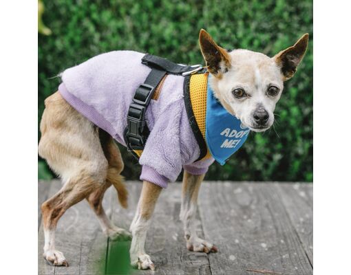 Pacific Grove, CA - Chihuahua. Meet Queeny a Pet for Adoption ...