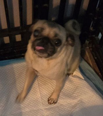 Hartford, CT - Pug. Meet Cherry a Pet for Adoption - AdoptaPet.com