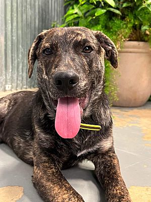 Mansfield, TX - Pit Bull Terrier/Labrador Retriever. Meet Flint a Pet ...