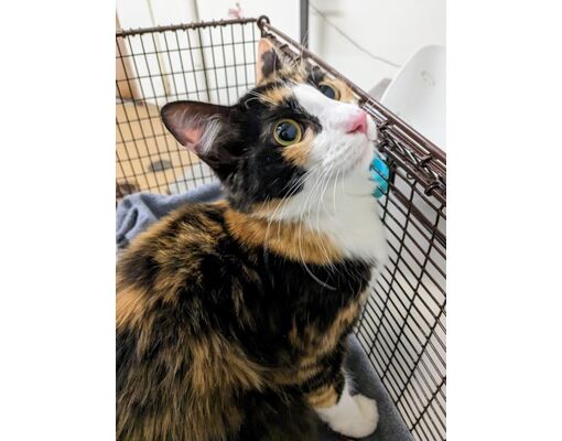 Hayward, CA - Domestic Mediumhair. Meet MILLIE a Pet for Adoption ...