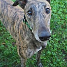 Greyhound Puppies - Greyhound Rescue and Adoption Near You
