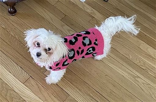 Pataskala, OH - Maltese. Meet Luca OS a Pet for Adoption - AdoptaPet.com