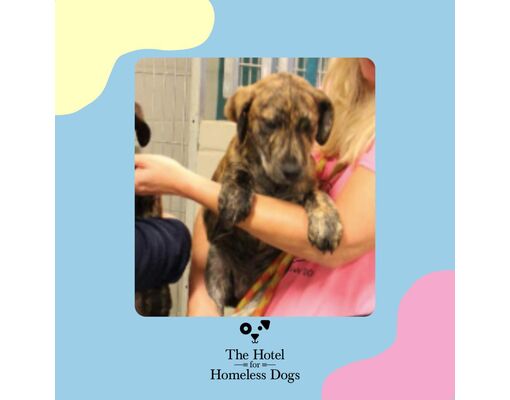 Cumberland, RI - American Staffordshire Terrier/Mixed Breed (Medium ...