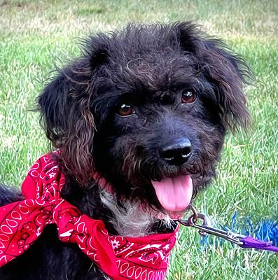 Hondo, TX - Schnoodle/Schnoodle. Meet Lilly a Pet for Adoption ...