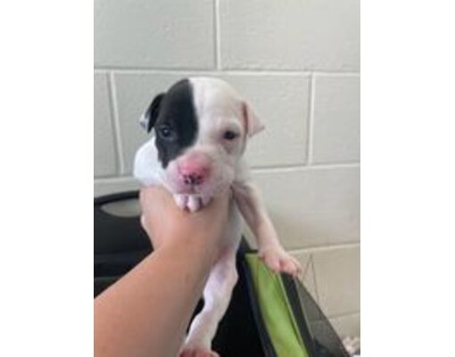Baton Rouge, LA - American Pit Bull Terrier/Mixed Breed (Medium). Meet ...