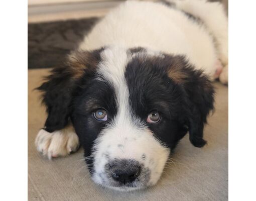 N Las Vegas, NV - Akbash/Mixed Breed (Large). Meet Paisley a Pet for ...