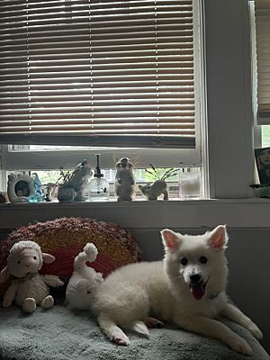 Queens, NY - American Eskimo Dog. Meet Kenobi a Pet for Adoption ...