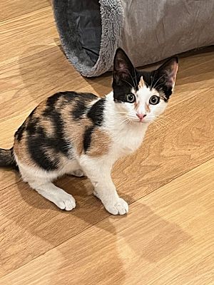 Harrison, NY - Domestic Shorthair. Meet Ember a Pet for Adoption ...