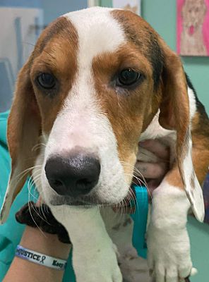 Allentown, PA - Basset Hound/Mixed Breed (Medium). Meet Piper-ADOPTED a ...