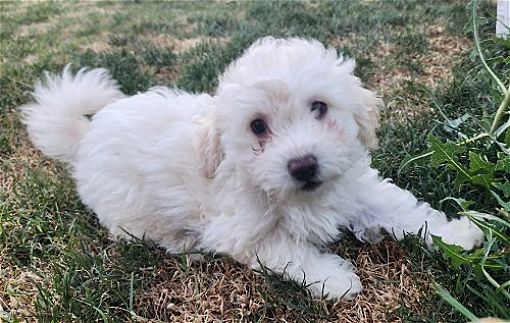 Phoenix, AZ - Maltese/Poodle (Miniature). Meet Hava a Pet for Adoption ...