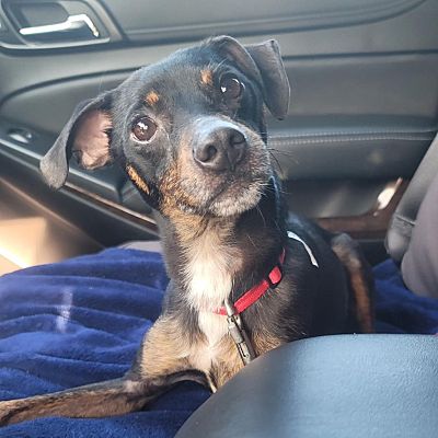 Palm City, FL - Miniature Pinscher. Meet JAKE (PARKER) a Pet for ...