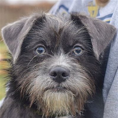 Huntley, IL - Standard Schnauzer/Wirehaired Fox Terrier. Meet Hazel a ...