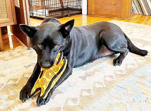 Los Angeles, CA - Australian Cattle Dog/Schipperke. Meet Miss Teddy V a ...