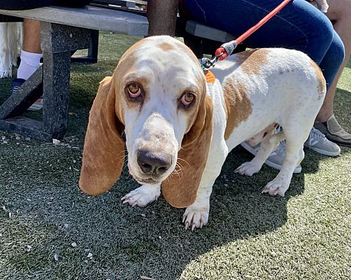 Oklahoma City, OK - Basset Hound. Meet Bennett a Pet for Adoption ...