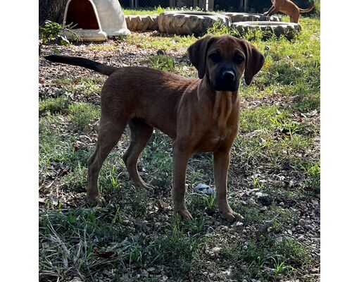 Jasper, AL - Rhodesian Ridgeback/Redbone Coonhound. Meet Dixie a Pet ...