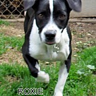 Boston Terrier Puppies - Boston Terrier Rescue and Adoption