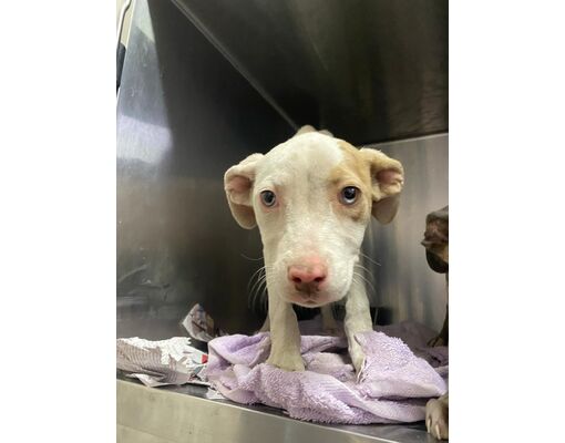 Baton Rouge, LA - American Pit Bull Terrier/Mixed Breed (Medium). Meet ...