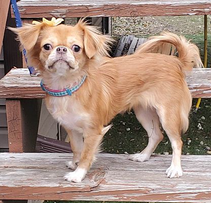 Anoka, MN - Pekingese/Shih Tzu. Meet Coco a Pet for Adoption ...