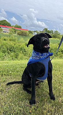 Ash, NC - Labrador Retriever. Meet Marley a Pet for Adoption ...