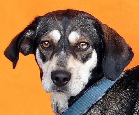 Renfrew, PA - Coonhound/Siberian Husky. Meet Mia a Pet for Adoption ...