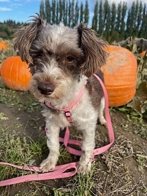 Renton, WA - Schnoodle. Meet Aubrey a Pet for Adoption - AdoptaPet.com