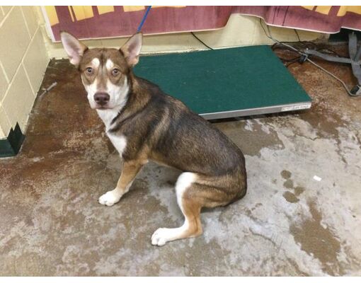 Thousand Palms, CA - Husky. Meet Dog a Pet for Adoption - AdoptaPet.com