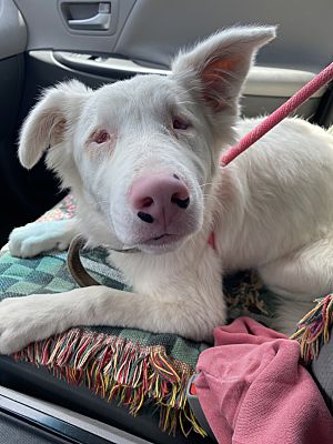 Knoxville, TN - Border Collie/Australian Shepherd. Meet Summer (PA ...