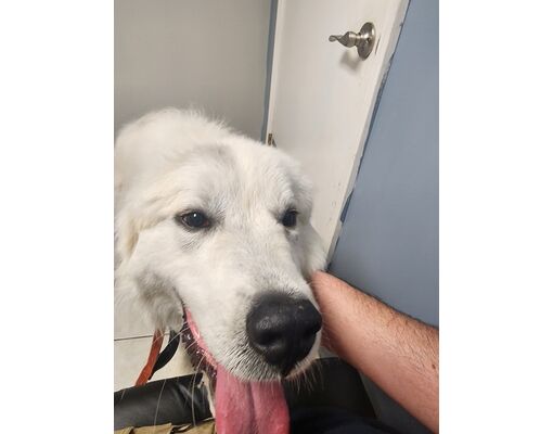 Central Bridge, NY - Great Pyrenees. Meet Ghost a Pet for Adoption ...