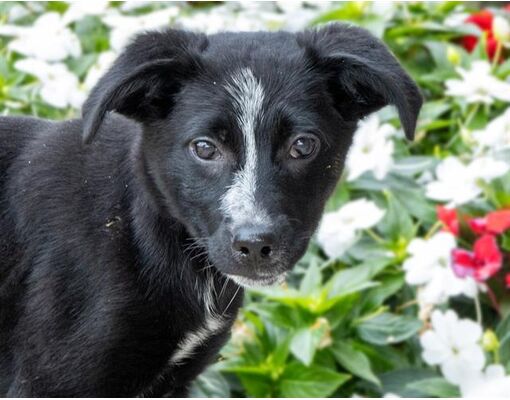St. Louis, MO - Border Collie. Meet SUZIE a Pet for Adoption ...
