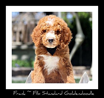 Prosper, TX - Goldendoodle. Meet Frank a Pet for Adoption - AdoptaPet.com