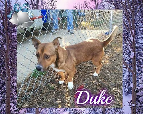 Corinth, NY - Mixed Breed (Small). Meet Duke a Pet for Adoption ...