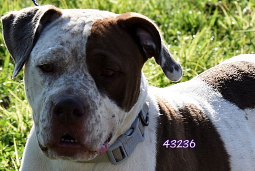 Okeechobee, FL - Pit Bull Terrier/Mixed Breed (Large). Meet Queeny a ...