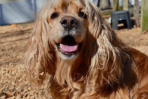 Sandston, VA - Cocker Spaniel. Meet Julie a Pet for Adoption ...