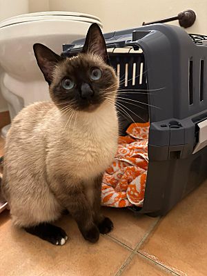 Lauderhill, FL - Siamese. Meet Coconut Jasmin Latte a Pet for Adoption ...