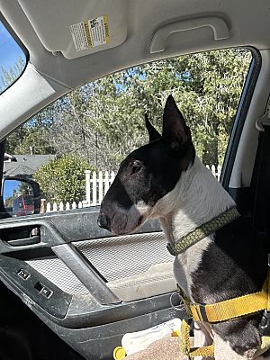 San Diego, CA - Bull Terrier. Meet Tabitha a Pet for Adoption ...