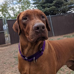 Flagstaff, AZ - Rhodesian Ridgeback/Mixed Breed (Medium). Meet Jeffrey ...