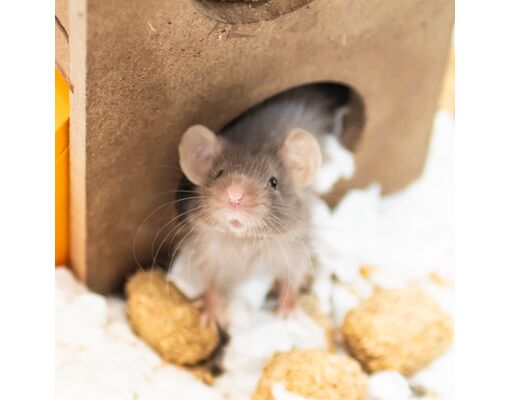 Middletown, RI - Mouse. Meet Tootsie a Pet for Adoption - AdoptaPet.com