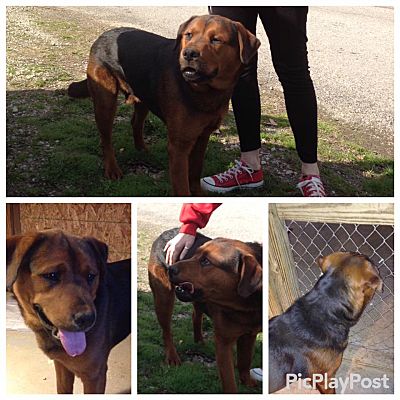 Woodsfield, OH - Rottweiler. Meet Chopper a Pet for Adoption ...